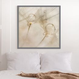 Bild mit Rahmen Wassertropfen in Pusteblumen