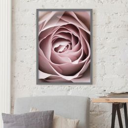 Bild mit Rahmen Zarte Rose in Altrosa