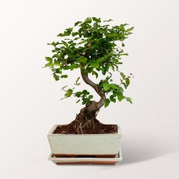 Gro&szlig;er Bonsai Ligustrum