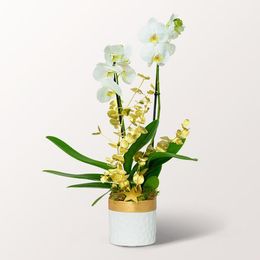 Wei&szlig;e Orchidee im eleganten Topf