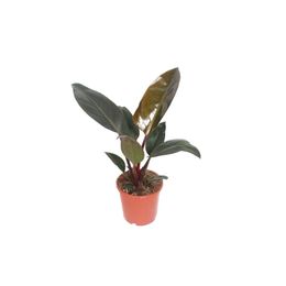 MeinVIPShop Philodendron Congo Red 70cm Zimmerpflanze | Gr.: onesize