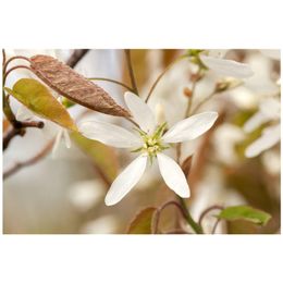 Amelanchier lamarckii, Kupfer-Felsenbirne, weiß, 40–60 cm