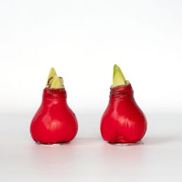 Plant in a Box - Amaryllis - Hippeastrum 'Wax Red' - Zwiebel - Rote Blüten