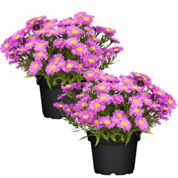 toom Herbstaster pink 13 cm Topf, 2er-Set