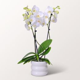 Wei&szlig;e Orchidee im Bubbly-Topf