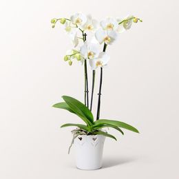 Wei&szlig;e Orchidee im Topf