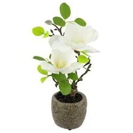Kunstblume I.GE.A. "Magnolie im Topf", wei&szlig;, B:14cm H:33cm L:16cm, Polyester, Kunstpflanzen, K&uuml;nstlich wie echt Deko Blume Zimmerpflanze Baum klein Magnolienbl&uuml;ten