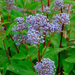 Säckelblume 'Marie Bleue' Lieferform: Im Topf