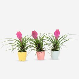 Plant in a Box - Tillandsia cyanea ‘Pastel’ – Set mit 3 Stück im Topf – Höhe 20–30cm – ø7cm