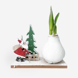 Plant in a Box - Amaryllis - Hippeastrum 'Winterwunderland Weihnachtsmann'