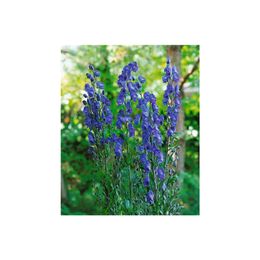 Aconitum napellus 'Kleiner Ritter', Eisenhut, blau, ca. 11x11 cm Topf