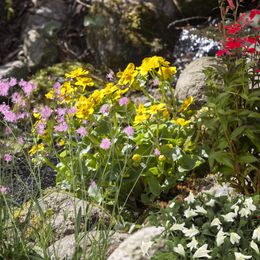 Wasserpflanzen-Mix 'Insektenfreundlich' 6er-Set