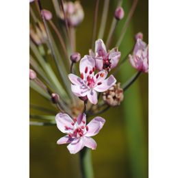 toom Blumenbinse, 9 x 9 cm Topf, 3er-Set