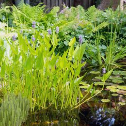 Wasserpflanzen-Mix 'Tiefwasserzone' 6er-Set