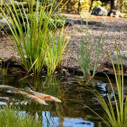 Wasserpflanzen-Mix 'Fischfreunde' 6er-Set