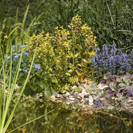 Wasserpflanzen-Mix 'niedrige Teichumrander' 6er-Set