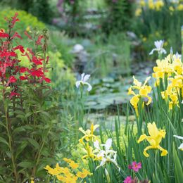 Wasserpflanzen-Mix 'bunte Uferlandschaft' 6er-Set