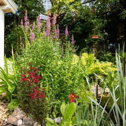 Wasserpflanzen-Mix 'hohe Teichumrander' 6er-Set