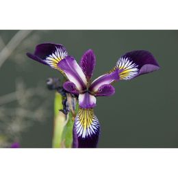 toom Schwertrlilie 'Blau', 9 x 9 cm Topf, 3er-Set