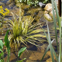 Wasserpflanzen-Mix 'Sumpfzone' 6er-Set