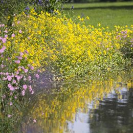 Wasserpflanzen-Mix 'Blütenteich' 6er-Set