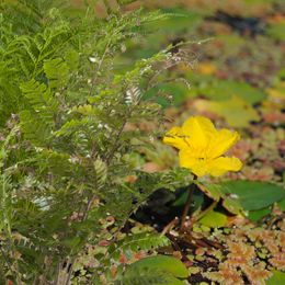Wasserpflanzen-Mix 'Froschfreundlich' 6er-Set