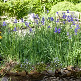 Wasserpflanzen-Mix 'Blaue Bl&uuml;ten' 6er-Set