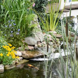 Wasserpflanzen-Mix 'Miniteich' 6er-Set