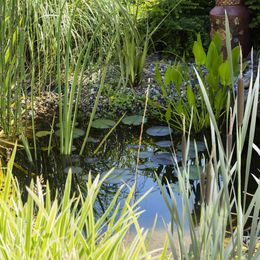 Wasserpflanzen-Mix 'Libellenweide' 6er-Set