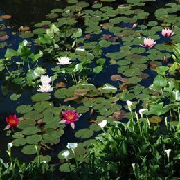 Wasserpflanzen-Mix 'Seerosen' 3er-Set