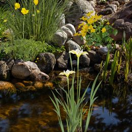 Wasserpflanzen-Mix 'Gelbe Bl&uuml;ten' 6er-Set