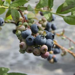 Heidelbeere 'Blue Dessert ' Lieferform: Im 2 Liter Topf