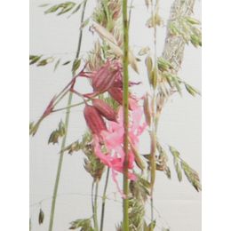 Vorhang HEINE HOME Gr. 3, wei&szlig; (wei&szlig;, bedruckt), B:135cm H:225cm, Polyester, Gardinen