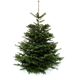 Echter Weihnachtsbaum WEIHNACHTSBAUMLAND "Nordmanntanne, Premium, Baumschul-Qualität, in verschiedenen Größen" Gr. 1, grün (tannengrün), 48, 150cm bis 170cm, Holzwerkstoff, Weihnachtsbäume, Stammdurchmesser: 10-12cm, frisch geschlagen, Weihnachtsdeko