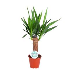 MeinVIPShop Yucca Palme 50cm | Gr.: onesize
