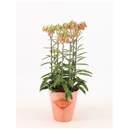 MeinVIPShop Kalanchoe Lucky Bells 40cm Rarit&auml;t | Gr.: onesize