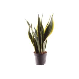 MeinVIPShop Bogenhanf Sansevieria trifasciata Laurentii 45cm | Gr.: onesize