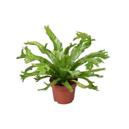 MeinVIPShop Wellenfarn Asplenium 30cm Zimmerpflanze | Gr.: onesize