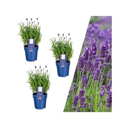 NatureNest Set mit 3 winterharten Lavendelpflanzen Lavandula ang Felice | Gr.: onesize