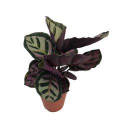 MeinVIPShop Calathea Cora Zimmerpflanze 35cm | Gr.: onesize