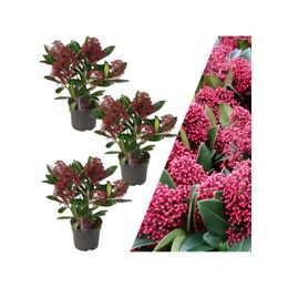 NatureNest Set van 3 Skimmia Rubella | Gr.: onesize