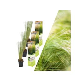 NatureNest 3 Federgras pflanzen Stipa tenuissima 'Ponytails' | Gr.: onesize