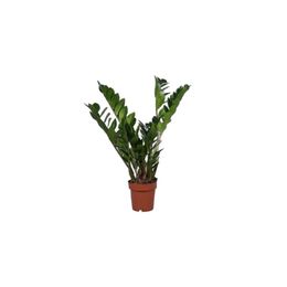 MeinVIPShop Glücksfeder Zamioculcas 50cm Zimmerpflanze | Gr.: onesize