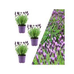 NatureNest Set mit 3 franzoesischen Lavendelpflanzen Lavandula stoechas Anouk | Gr.: onesize
