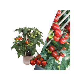NatureNest PICK-und JOY Kirschtomate Red | Gr.: onesize