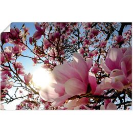 Artland Bild &raquo;Magnolienbaum im Sonnenschein&laquo; Baumbilder 1 Stk. tlg. als Leinwandbild, Poster in verschied. Gr&ouml;&szlig;en Farbe Bild(er): pink