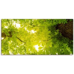 Artland Bild &raquo;Blick nach Oben im Wald, gr&uuml;ne B&auml;ume&laquo; Bl&auml;tterbilder 1 Stk. tlg. als Leinwandbild, Poster in verschied. Gr&ouml;&szlig;en Farbe Bild(er): gr&uuml;n
