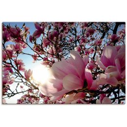 Artland Bild &raquo;Magnolienbaum im Sonnenschein&laquo; Baumbilder 1 Stk. tlg. Farbe Bild(er): pink