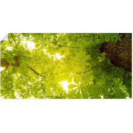 Artland Bild &raquo;Blick nach Oben im Wald, gr&uuml;ne B&auml;ume&laquo; Bl&auml;tterbilder 1 Stk. tlg. als Leinwandbild, Poster in verschied. Gr&ouml;&szlig;en Farbe Bild(er): gr&uuml;n