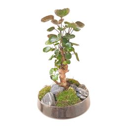 MeinVIPShop Bonsai 43cm im Glas | Gr.: onesize